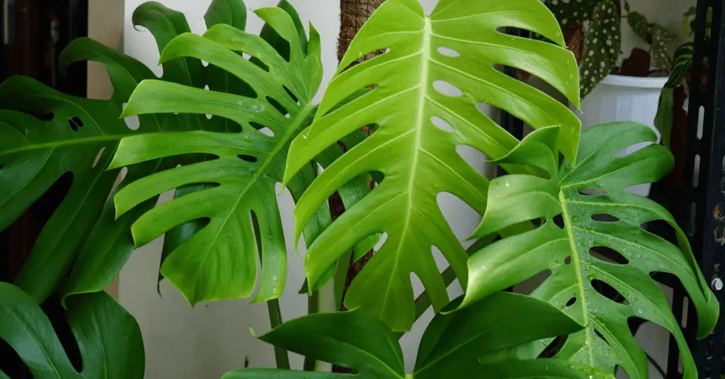 How To Prune Monstera: Leaf Trimming & Where To Cut