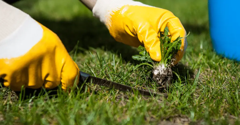 7 Ways To Prepare Your Ground Before Growing