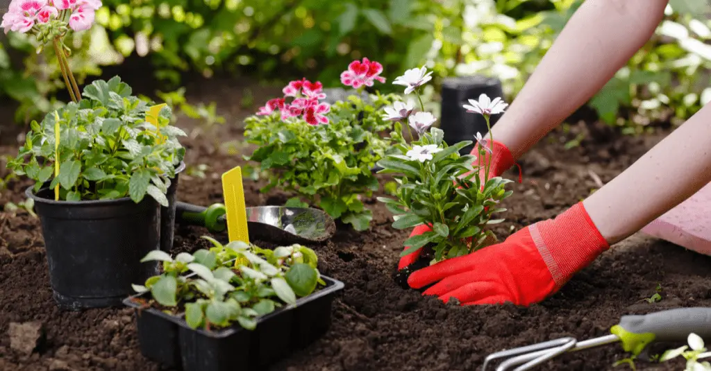 7 Ways To Prepare Your Ground Before Growing