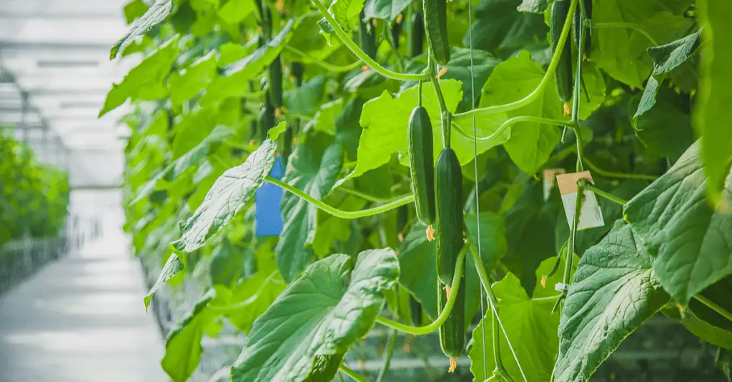 How to Grow Perfect Cucumbers - Gardentroop