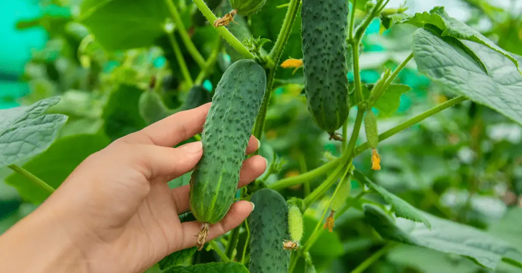 How to Grow Perfect Cucumbers - Gardentroop