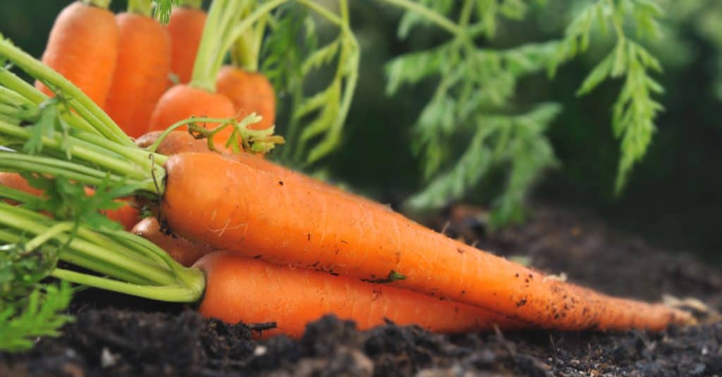 How to Grow Perfect Carrots and When to Harvest Them