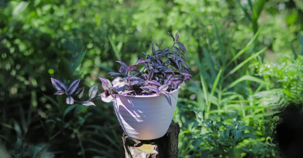 19 Houseplants That Are Easy to Care For (Low Maintenance)