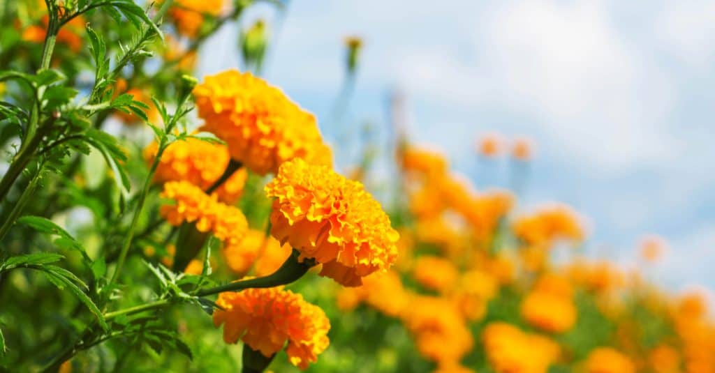 5 Reasons You Need To Grow Marigold