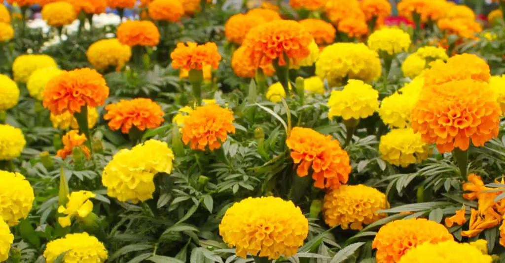 5 Reasons You Need To Grow Marigold