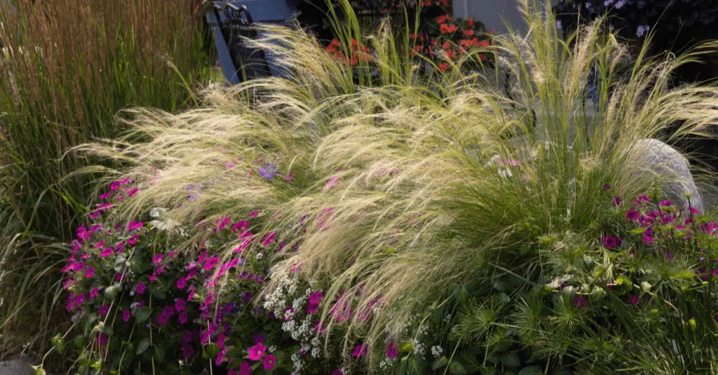 Top 10 Varieties Of Ornamental Grass For Your Flower Beds