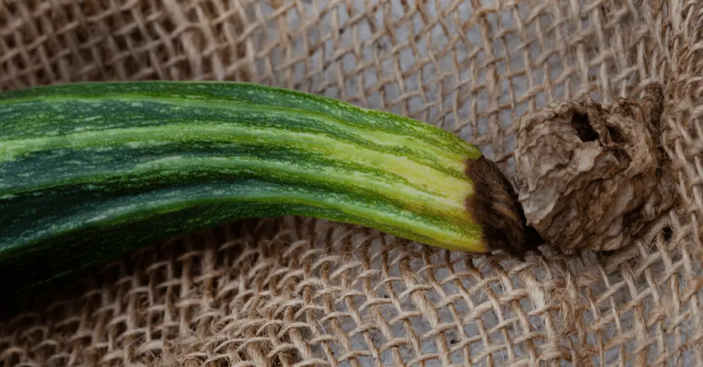 8 Zucchini Growing Secrets For Huge Harvests