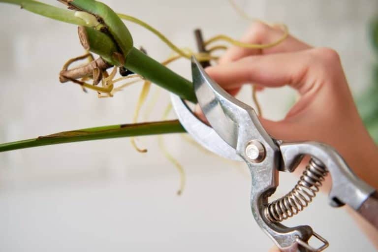 How To Prune Monstera: Leaf Trimming & Where To Cut