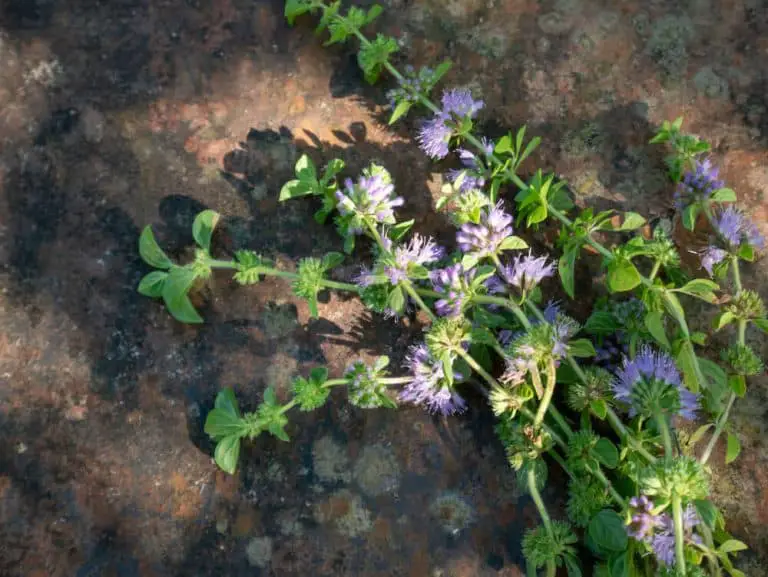 12 Mosquito Repelling Plants That Anyone Can Grow