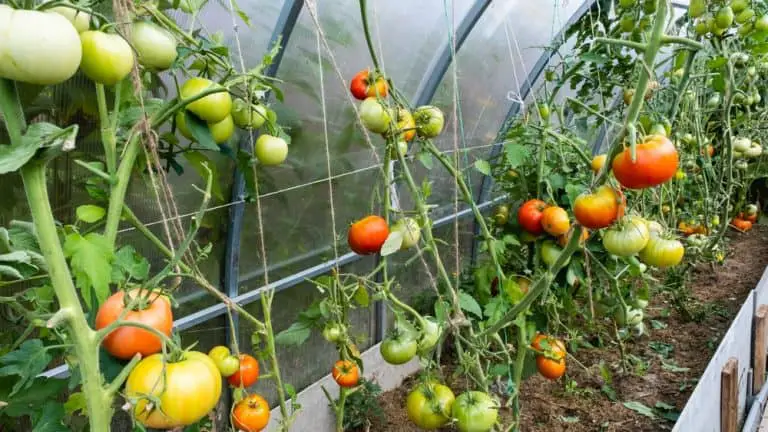 Vining Tomatoes Vs. Bush Tomatoes: What’s The Difference?