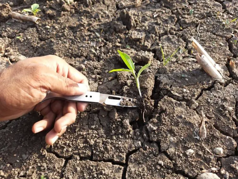 27 Organic Ways To Control Pests In The Garden