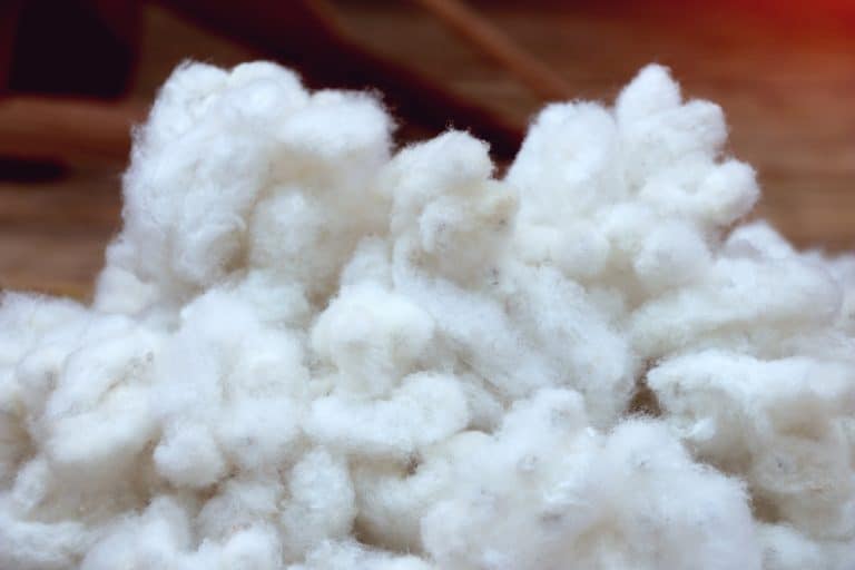 9 Ways To Germinate Seeds Without Soil (Try These!)