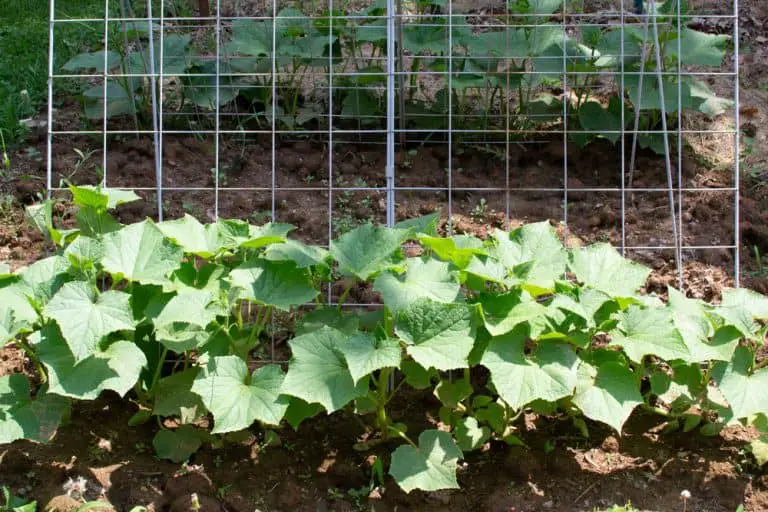 How To Grow Cucumbers Vertically [Space Saving Tips]