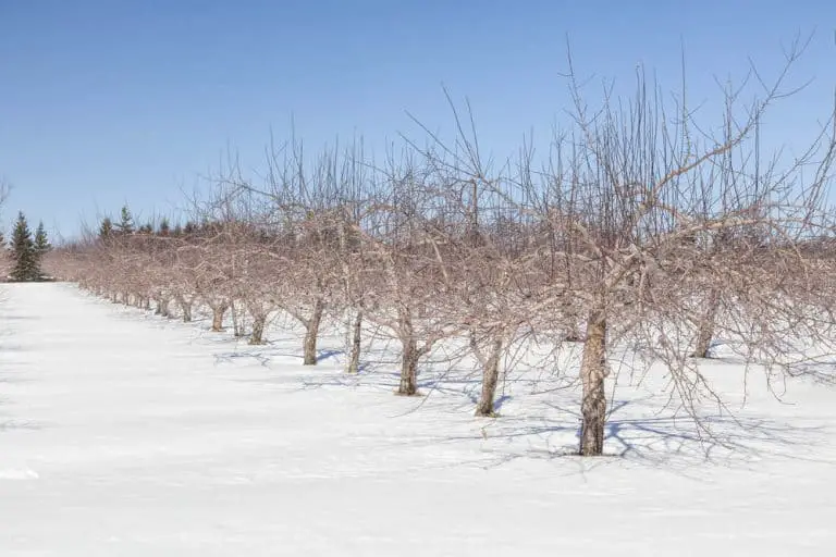 What To Prune During Winter