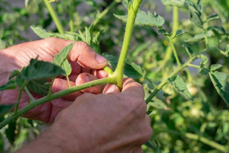 How To Prune Tomatoes For Maximum Yield (And Plant Health)