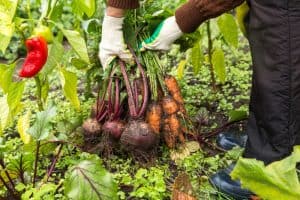 10 Low-Maintenance Vegetables You Can Grow Easily