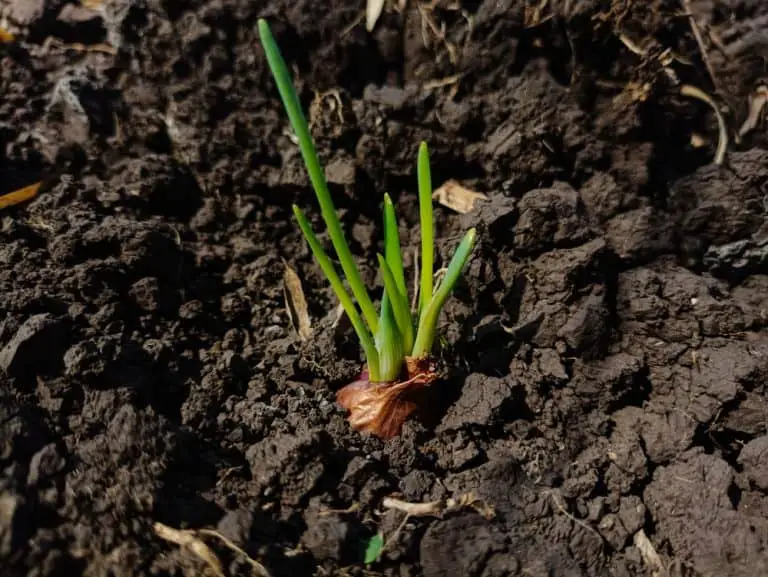 Why Fall Is The Best Time To Plant Onions