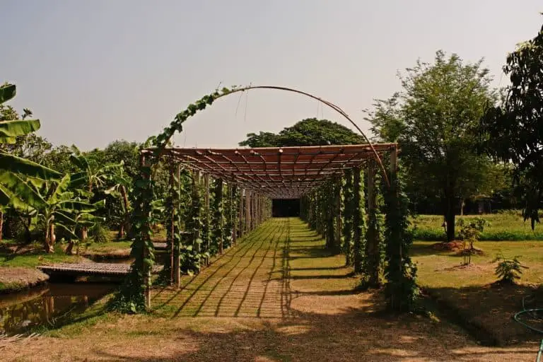 How To Grow Cucumbers Vertically [Space Saving Tips]
